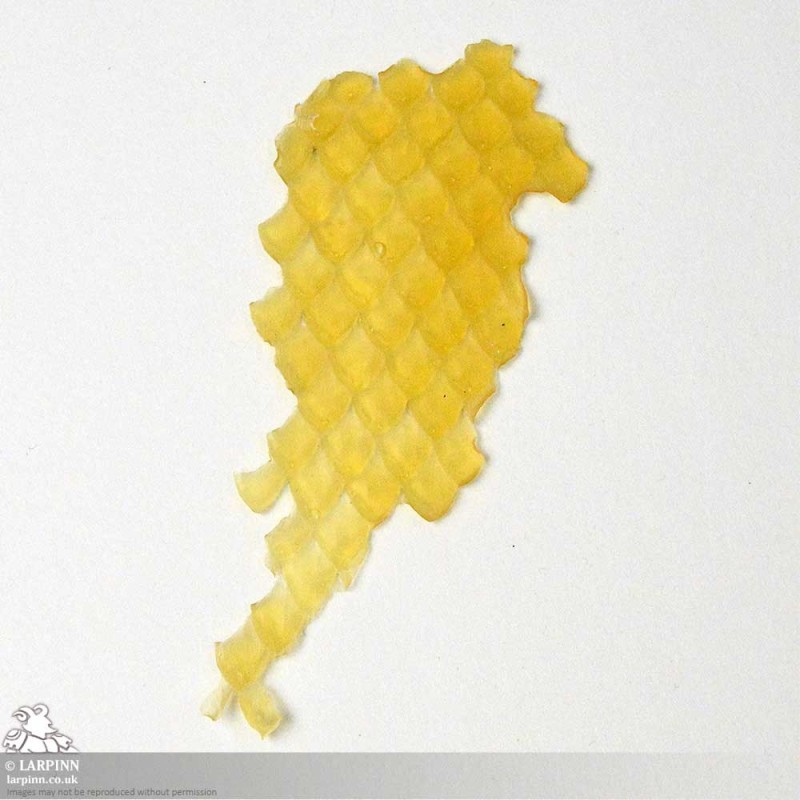 Naga Prosthetic - Snake Scale FX - Latex Free - Dragon - Mermaid - Fish ...